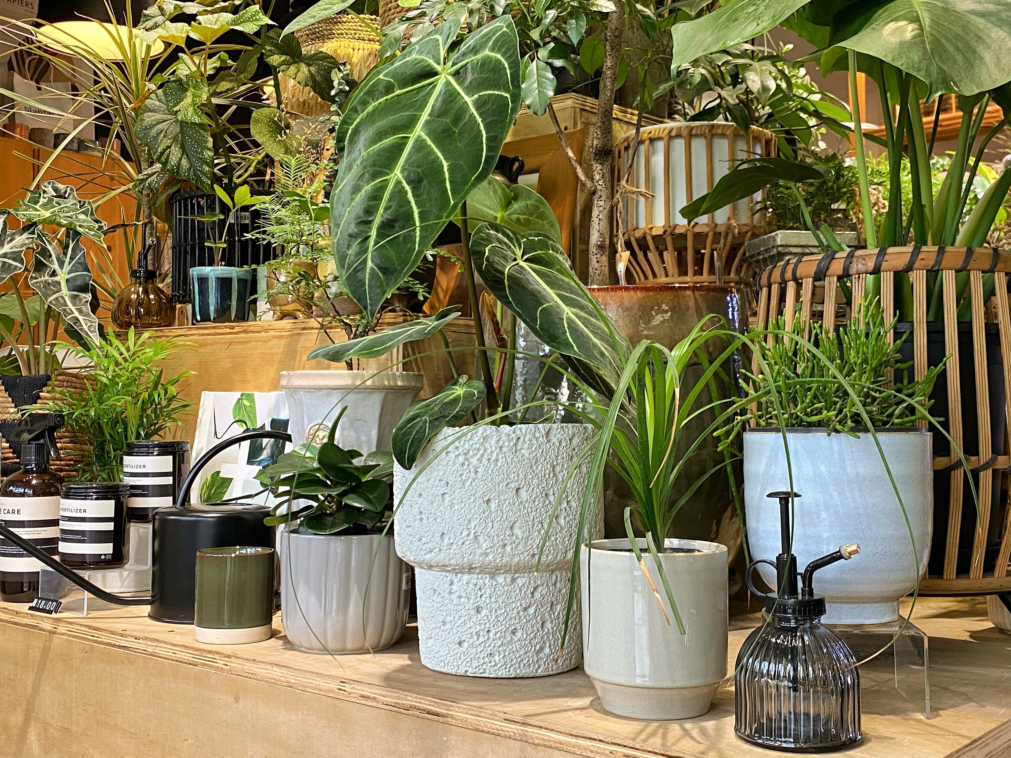 The Story Behind Our Curated Collection: Living with Plants – plantaelover