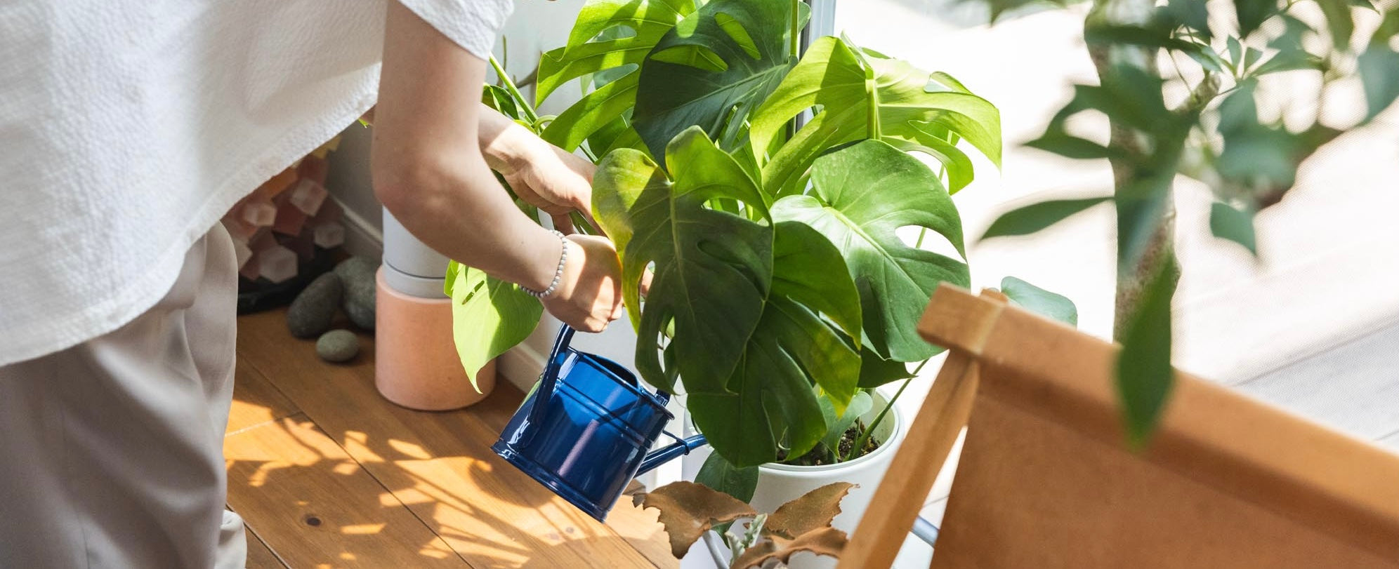 Caring for Your Plants: Common Issues and How to Fix Them – plantaelover