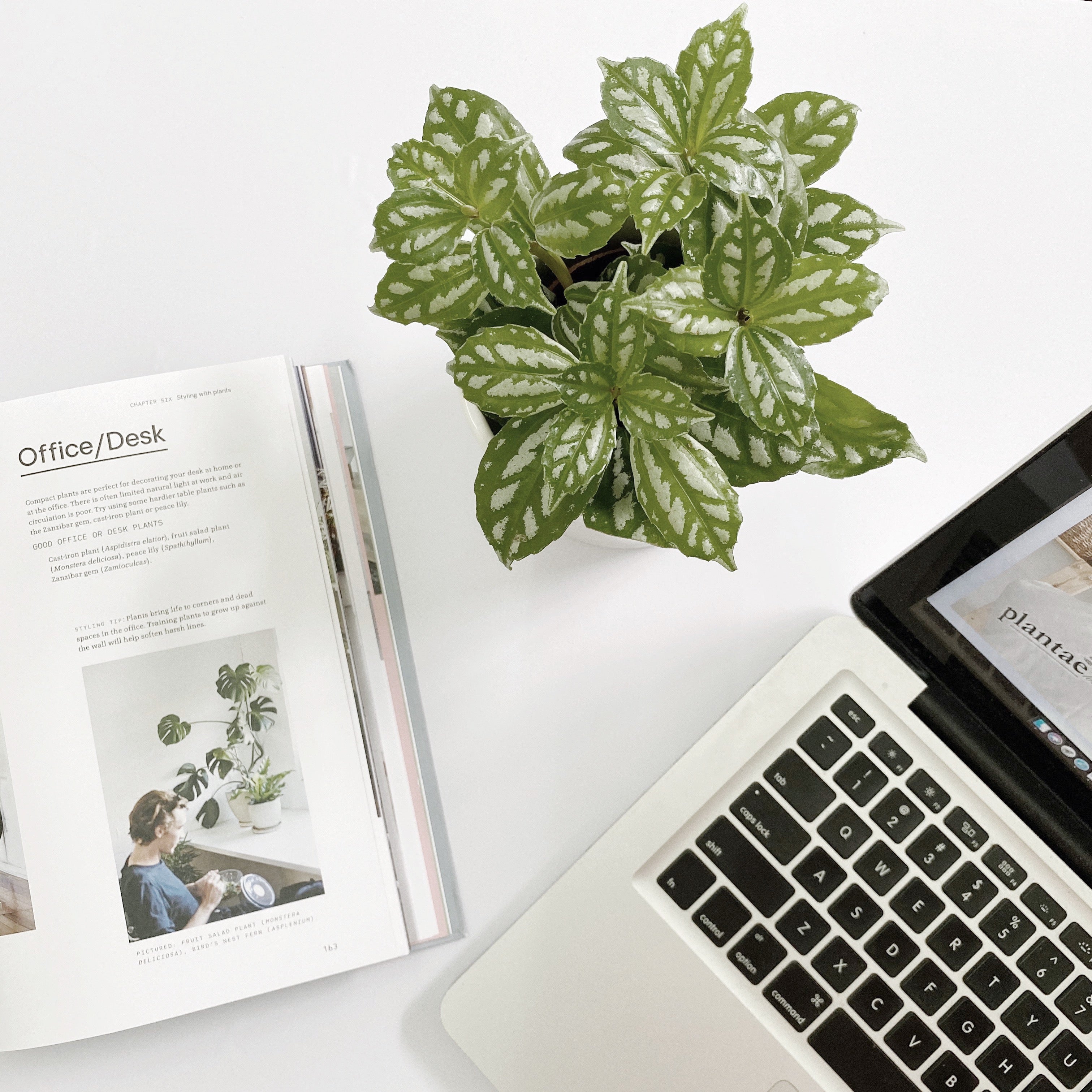 Work Desk Plants – plantaelover