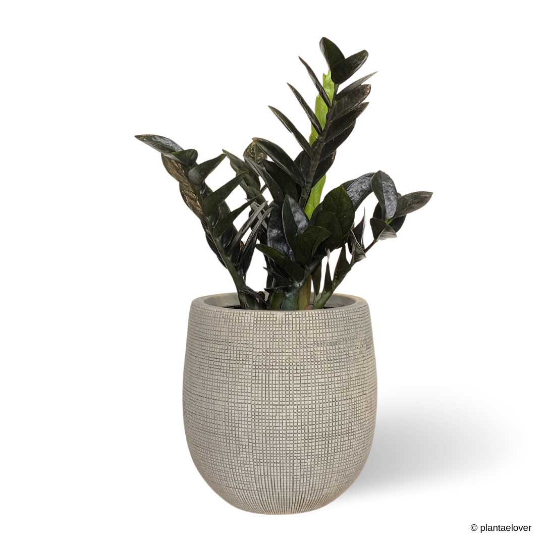 ZZ Black Raven in Mosaics Pot – plantaelover