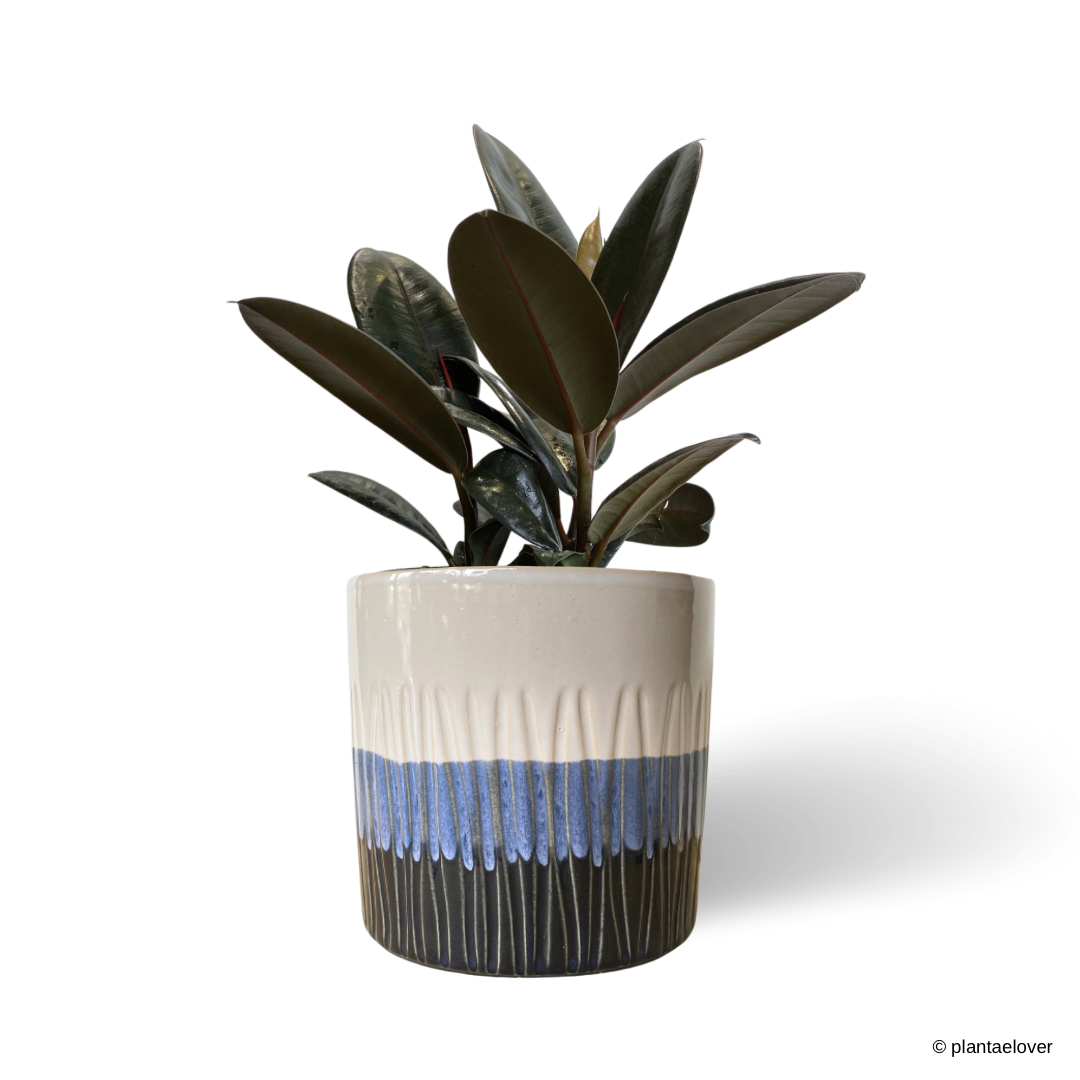 Ficus Elastica Burgundy in Space Pot – plantaelover