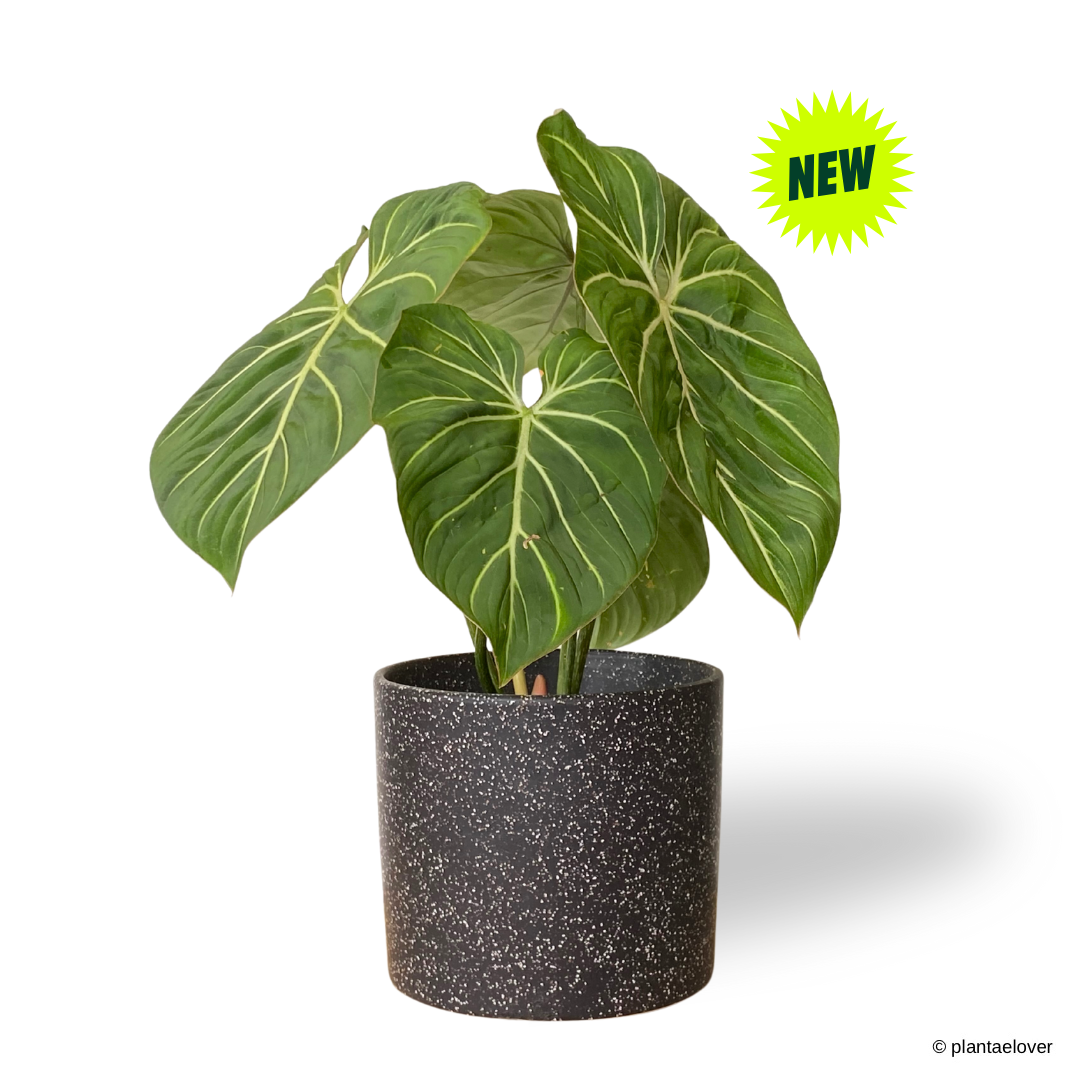 Philodendron Gloriosum in Galaxy Pot – plantaelover