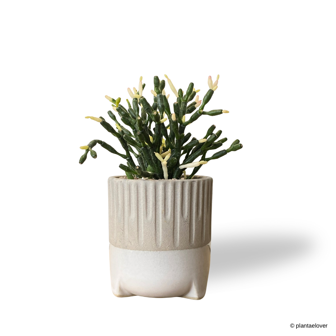 Dancing Bones Cactus in Spatial Pot – plantaelover