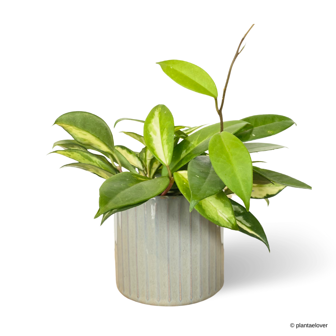 Hoya Carnosa Tricolor in Thyme Pot – plantaelover