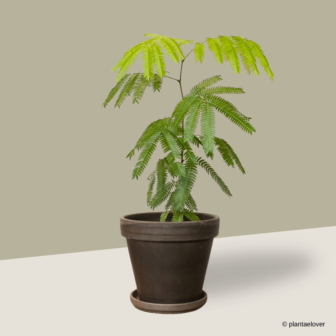 Japanese Everfresh Tree in SPANG Pot – plantaelover