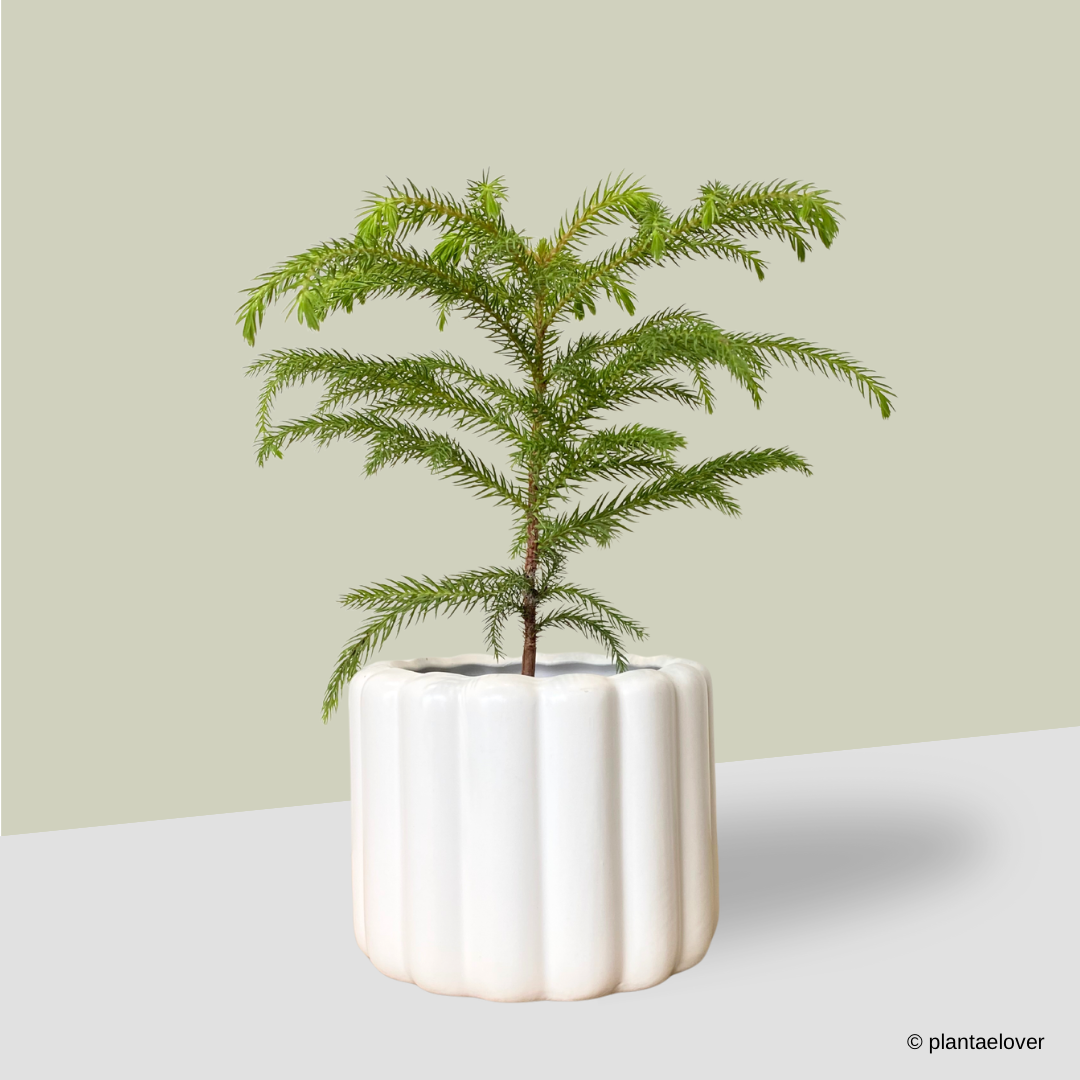 Norfolk Island Pine in Eclairs Pot – plantaelover