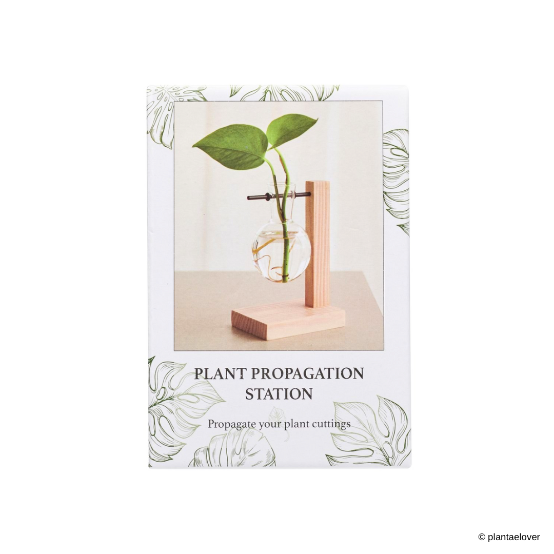 Plant Propagation Station - Flask Shape – plantaelover