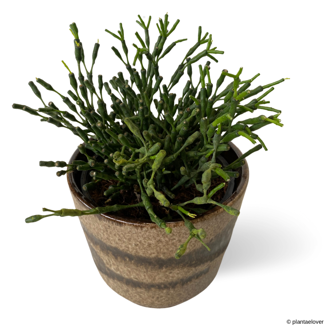 Dancing Bones Cactus in Brownstone Pot – plantaelover