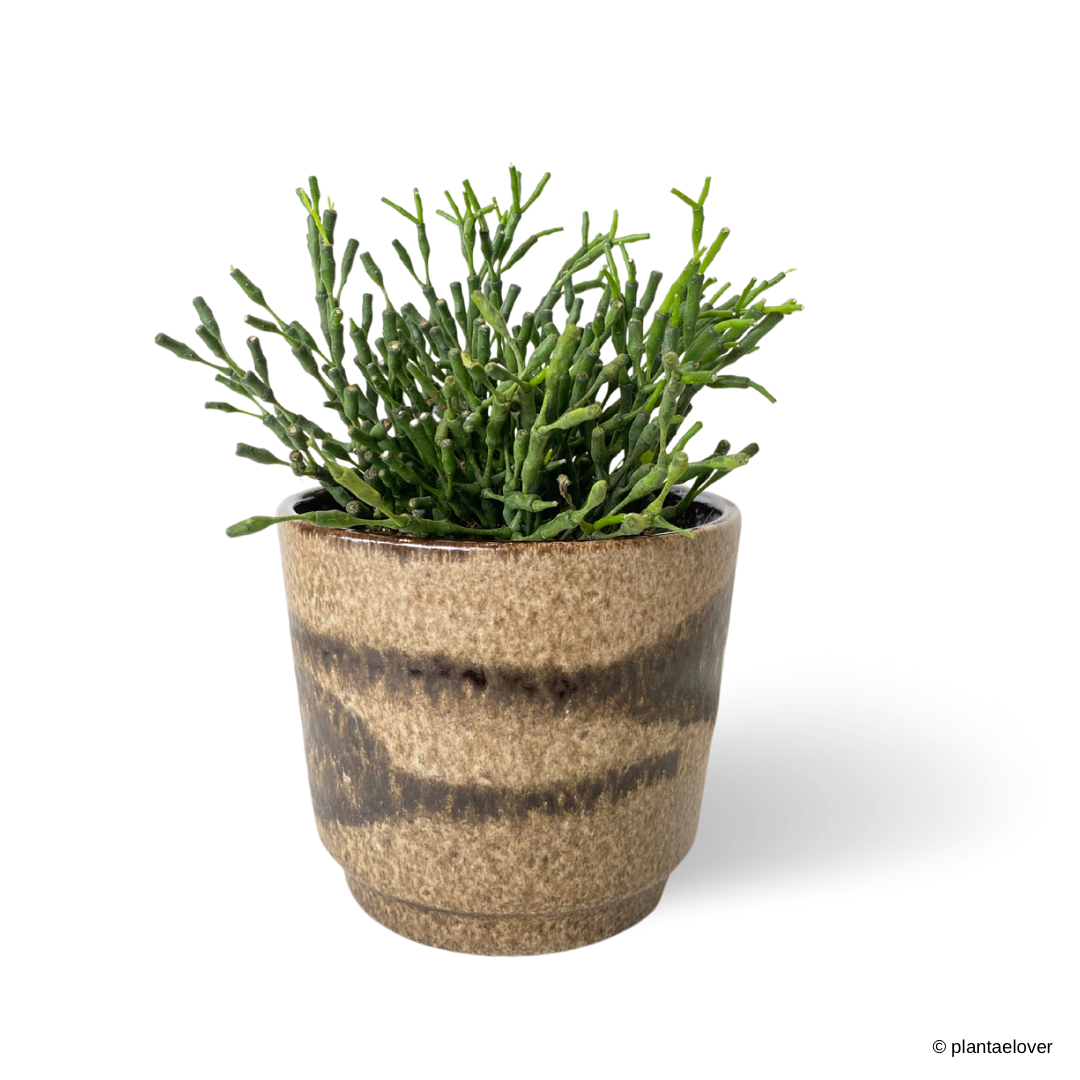 Dancing Bones Cactus in Brownstone Pot – plantaelover