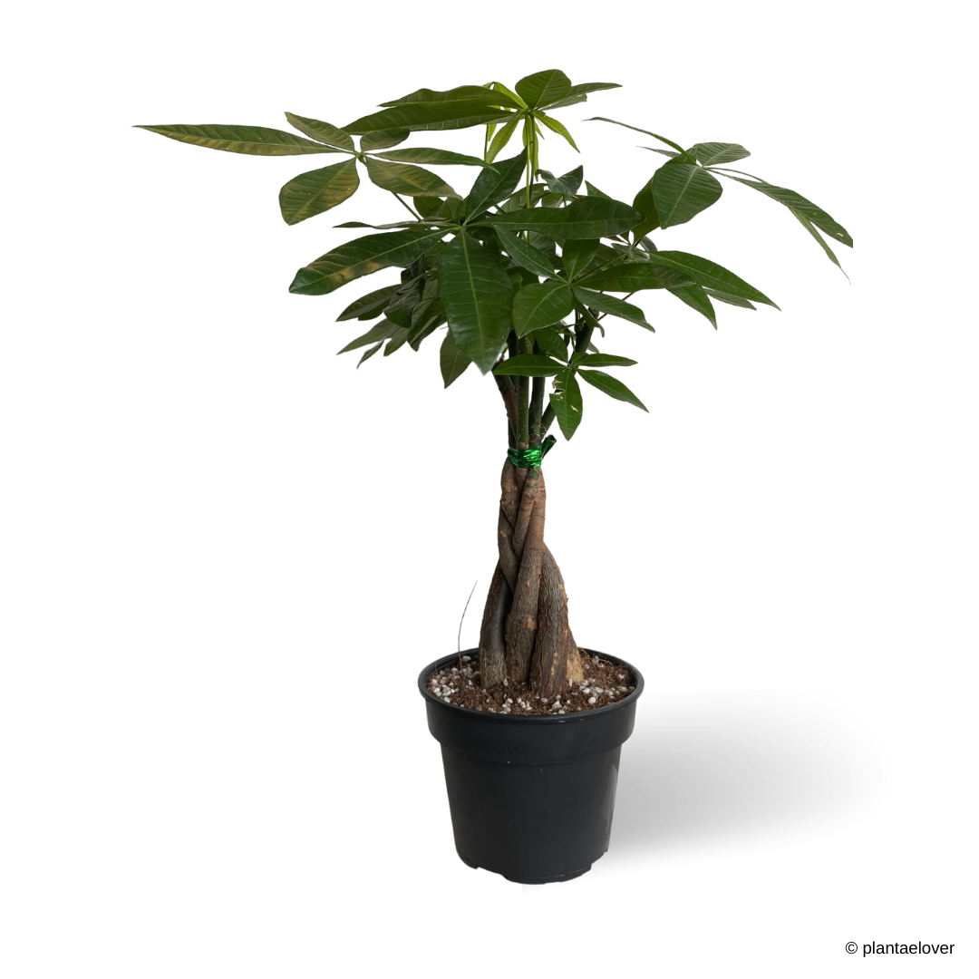 Pachira Aquatica Braided – plantaelover