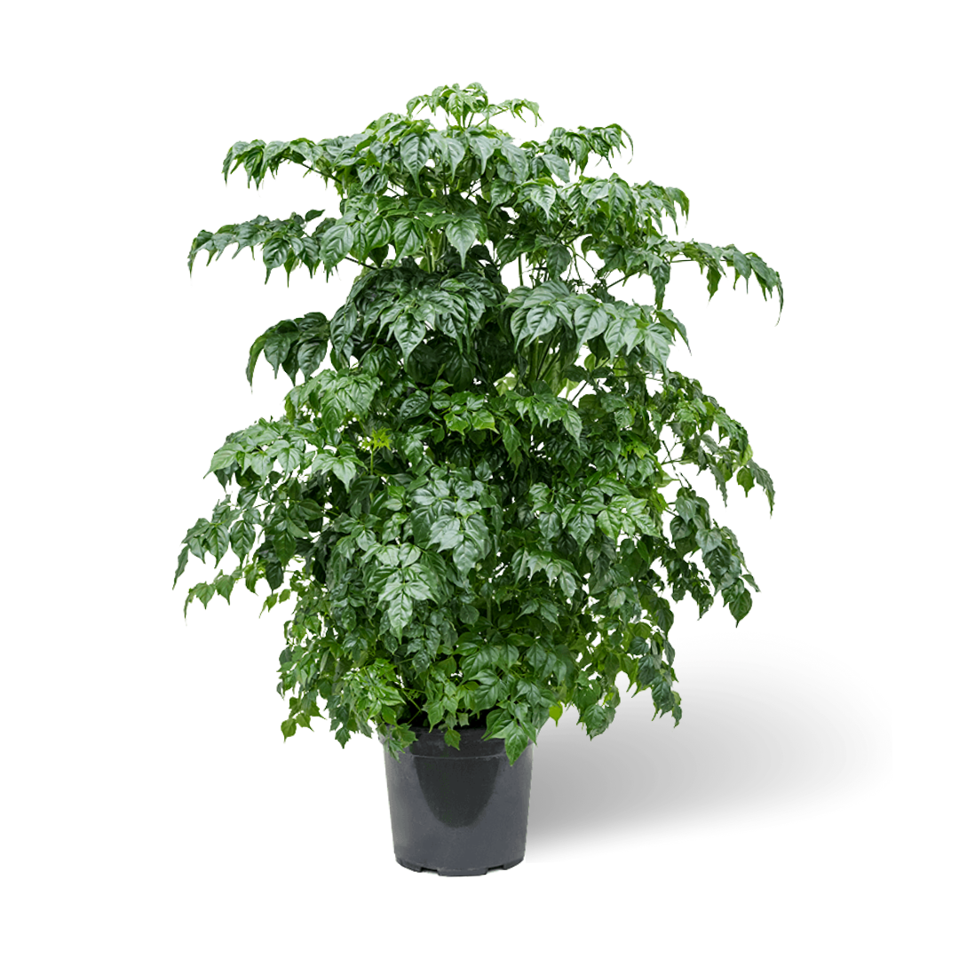 Radermachera Sinica – plantaelover